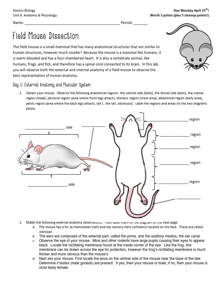 mouse dissection 1 | PDF