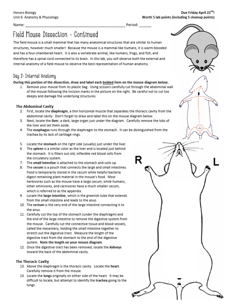 Mouse Dissection Day 2 | PDF