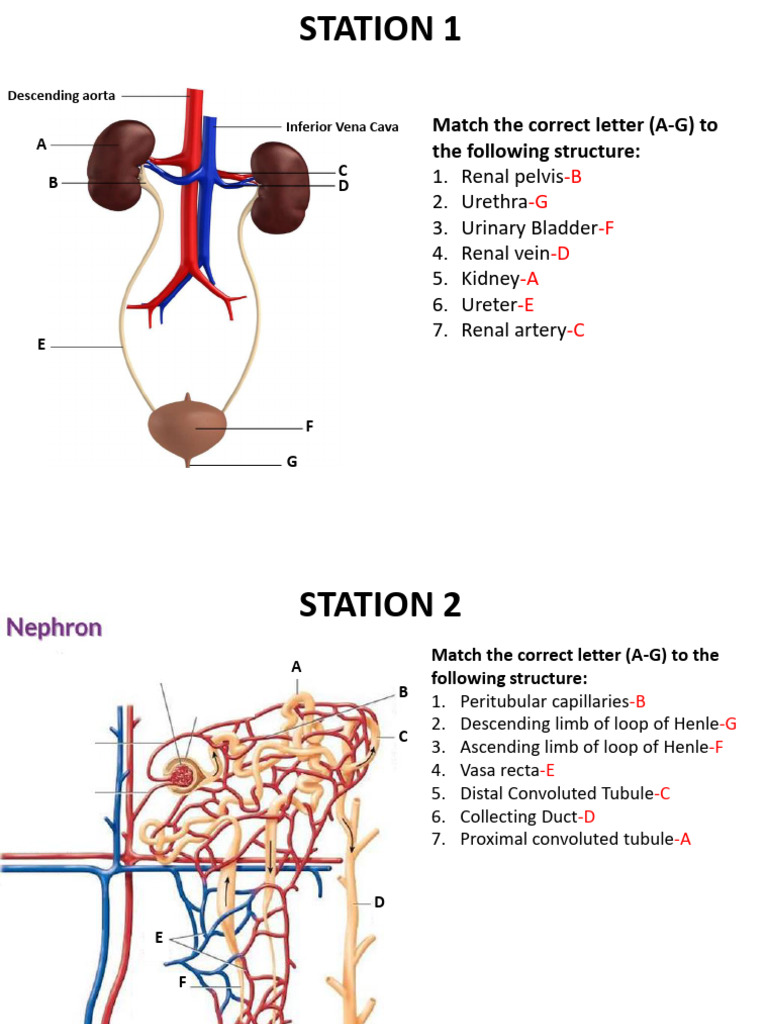 Group Stations (Answers) | PDF