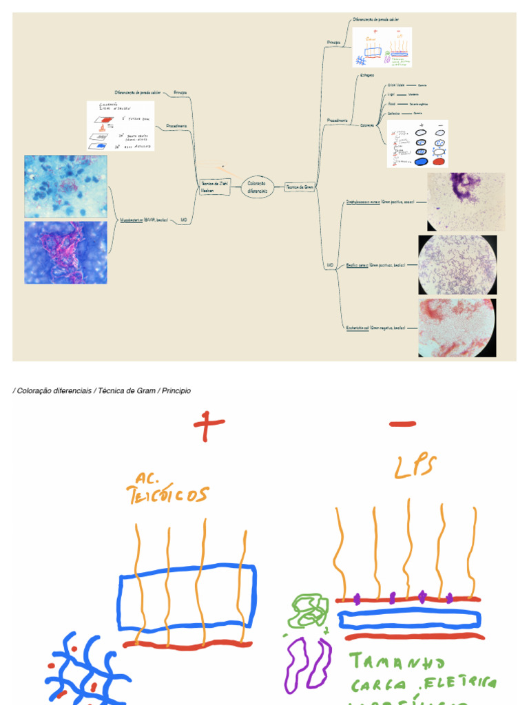 Mapa MGER CEN P - Coloracoes Diferenciais | PDF