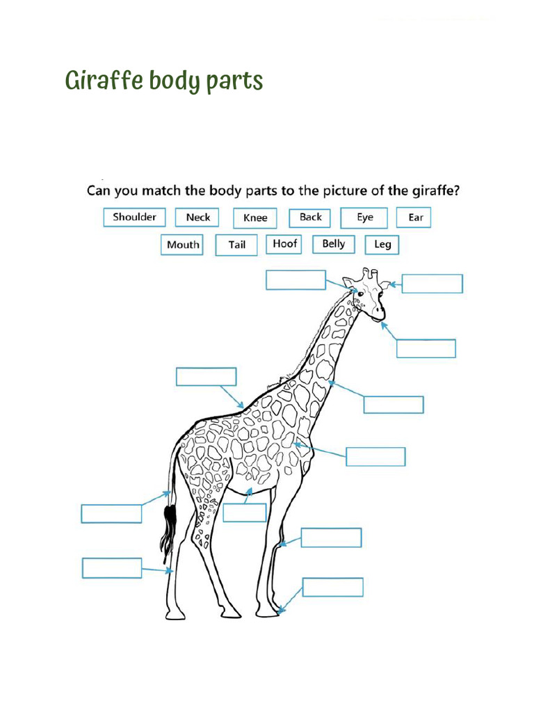 Giraffe Body Parts | PDF