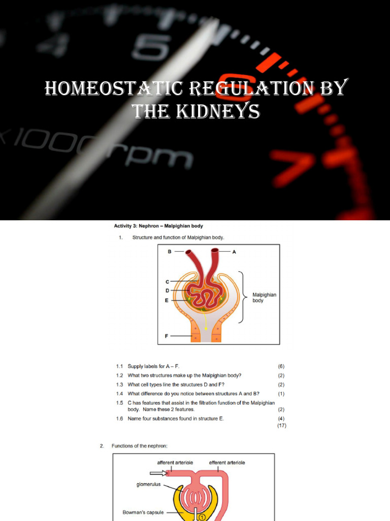 Homeostatic Regulation by The Kidneys | PDF