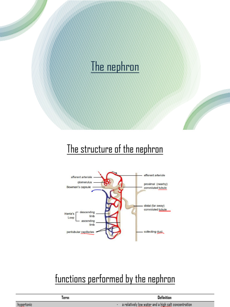 The Nephron | PDF