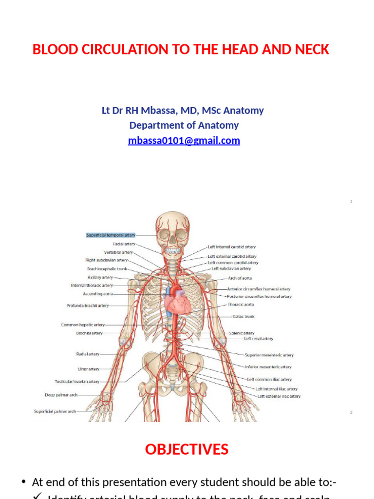 Blood Circulation To The Head and Neck | PDF
