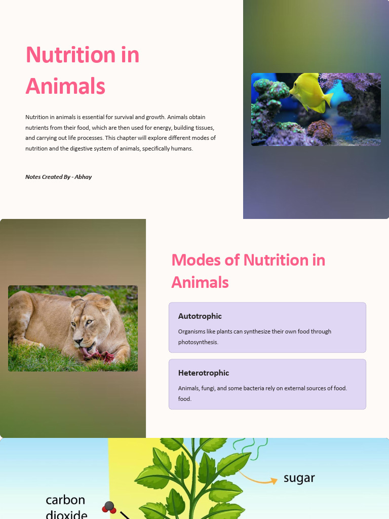 Nutrition-in-Animals | PDF