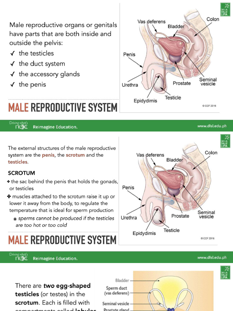 L7.1 Reproductive System | PDF