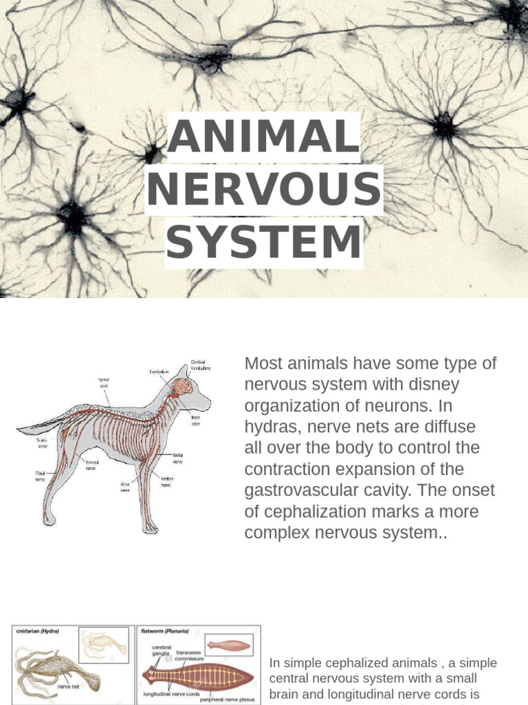 Animal Nervous System Abigail Alsagon SSU12 P. 50 53 | PDF