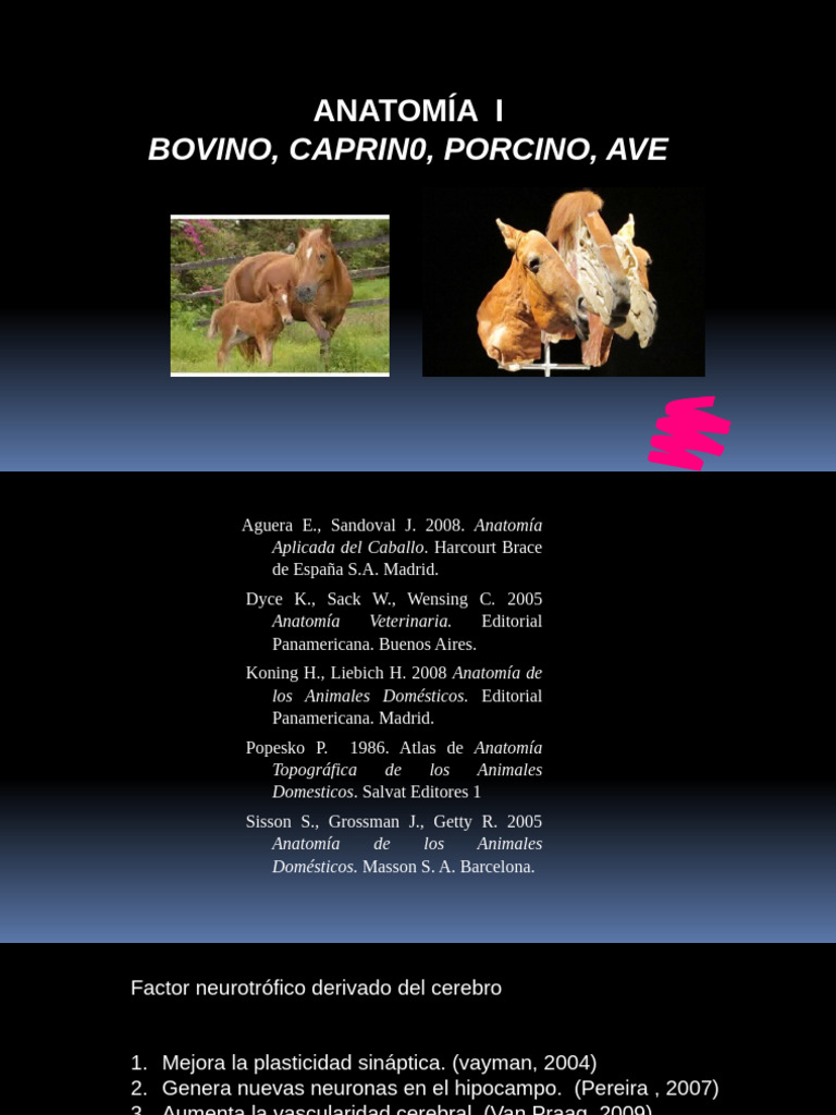 Generalidades Anato 1 | PDF