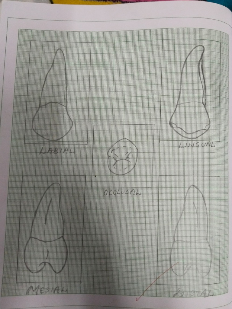 Maxillary 2nd Premolar | PDF