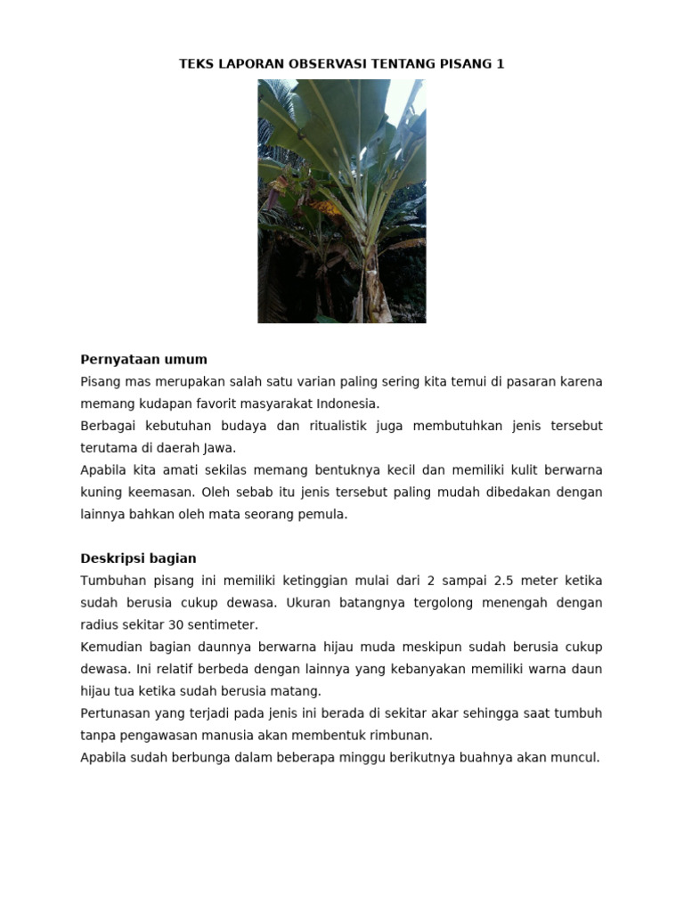 Teks Laporan Observasi Tentang Pisang 1 | PDF
