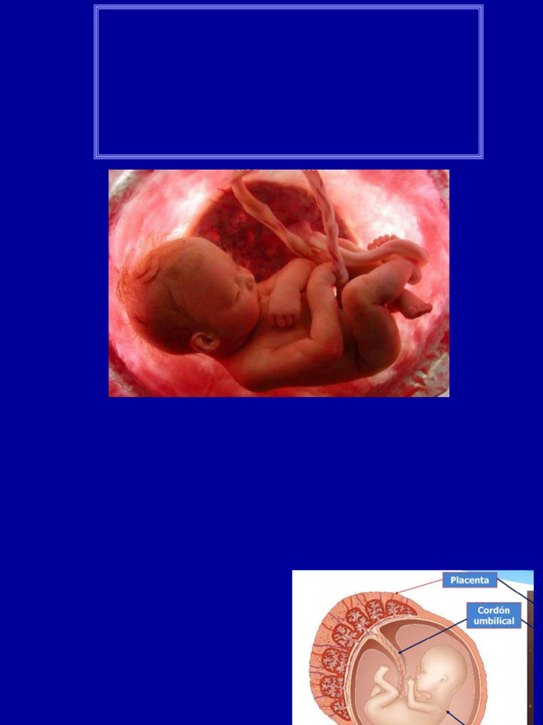 Teorico Embrio 3 | PDF