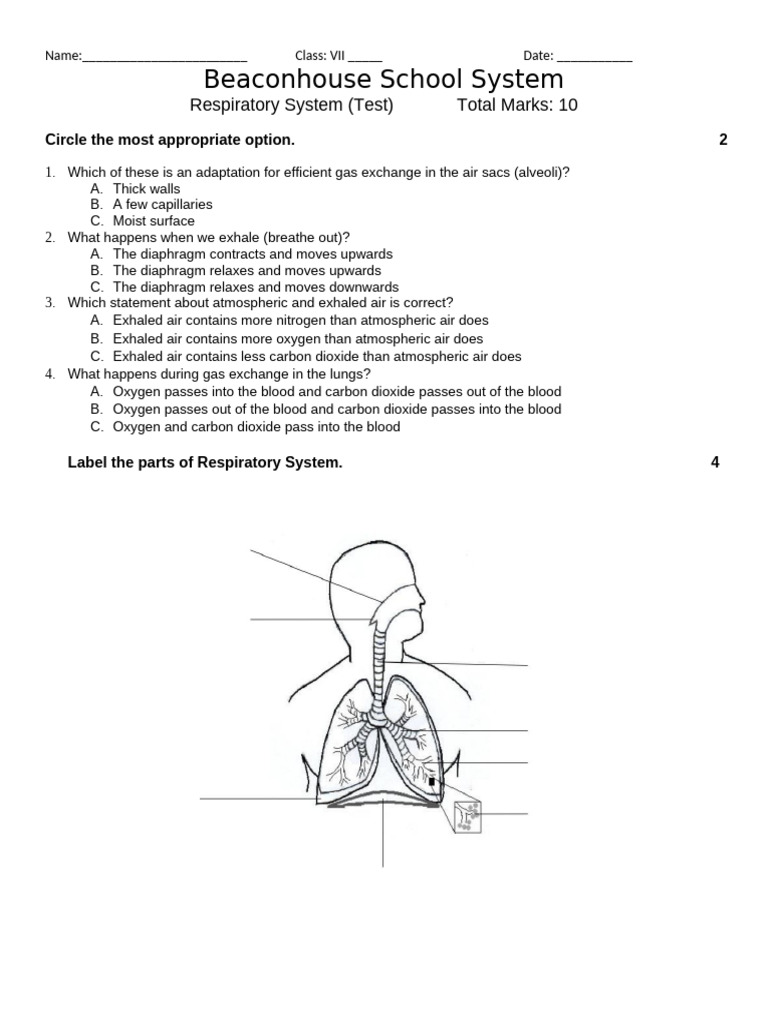 Respiratory System Test | PDF | Respiratory System | Science & Mathematics