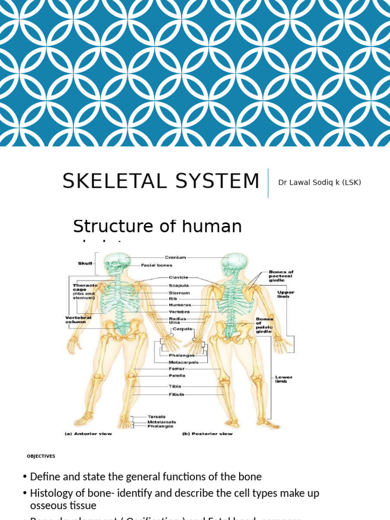 Skeletal System | PDF