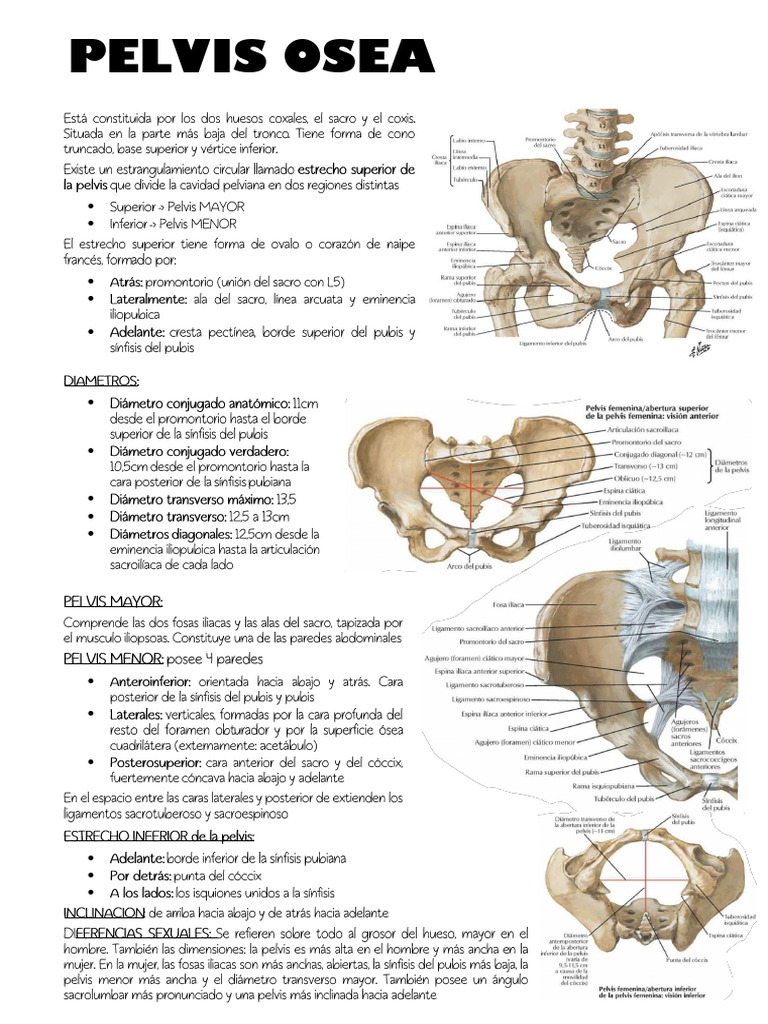 Anatomia PELVIS OSEA | PDF