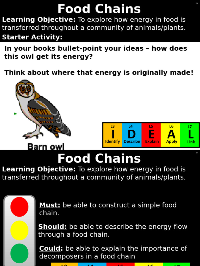 KS3 Food Chains and Webs | PDF