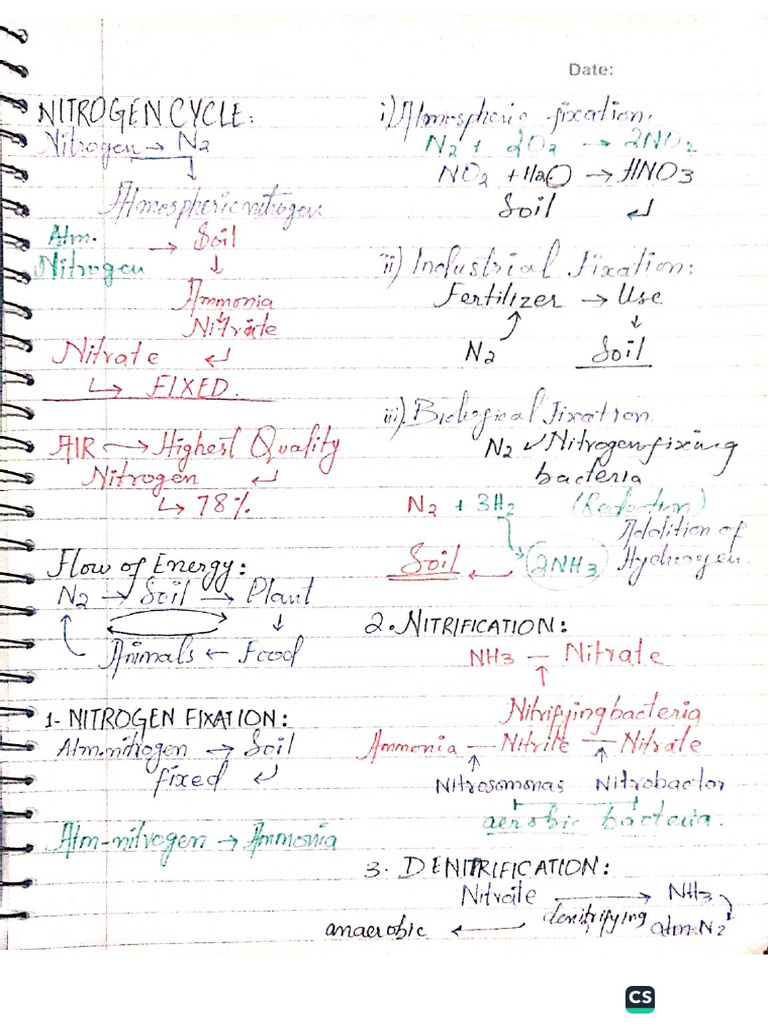 Nitrogen Cycle XII Sindh Biology | PDF