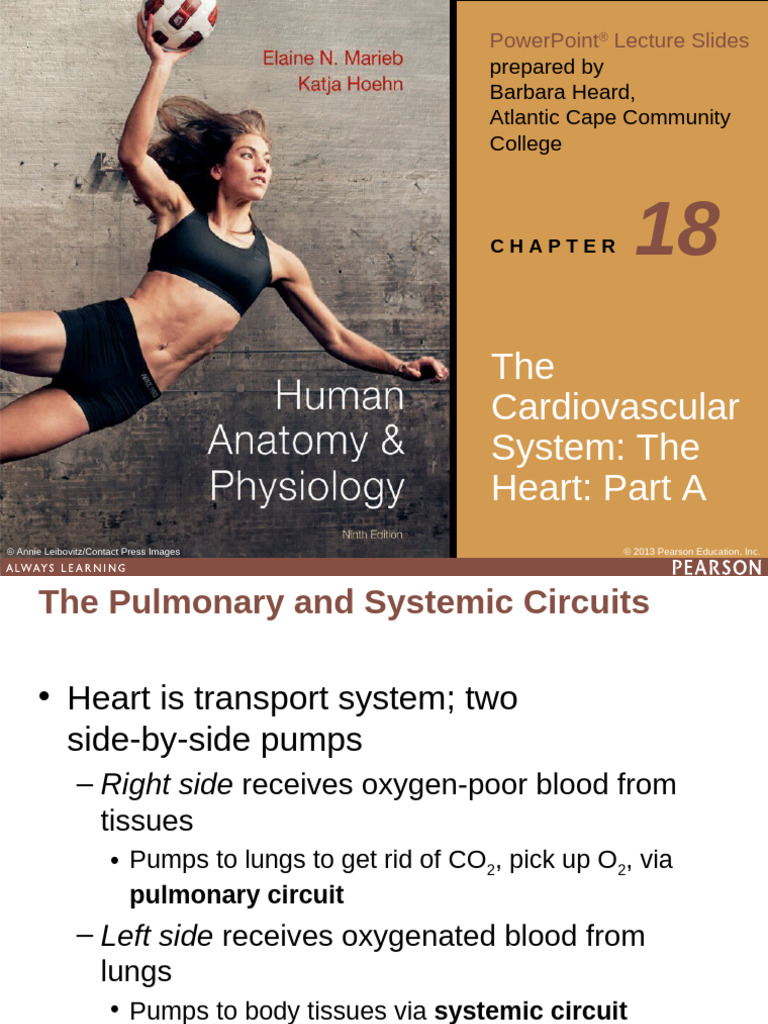 Marieb - Human Anatomy & Physiology (9th Ed, 2013) - Chapter 18 - The ...