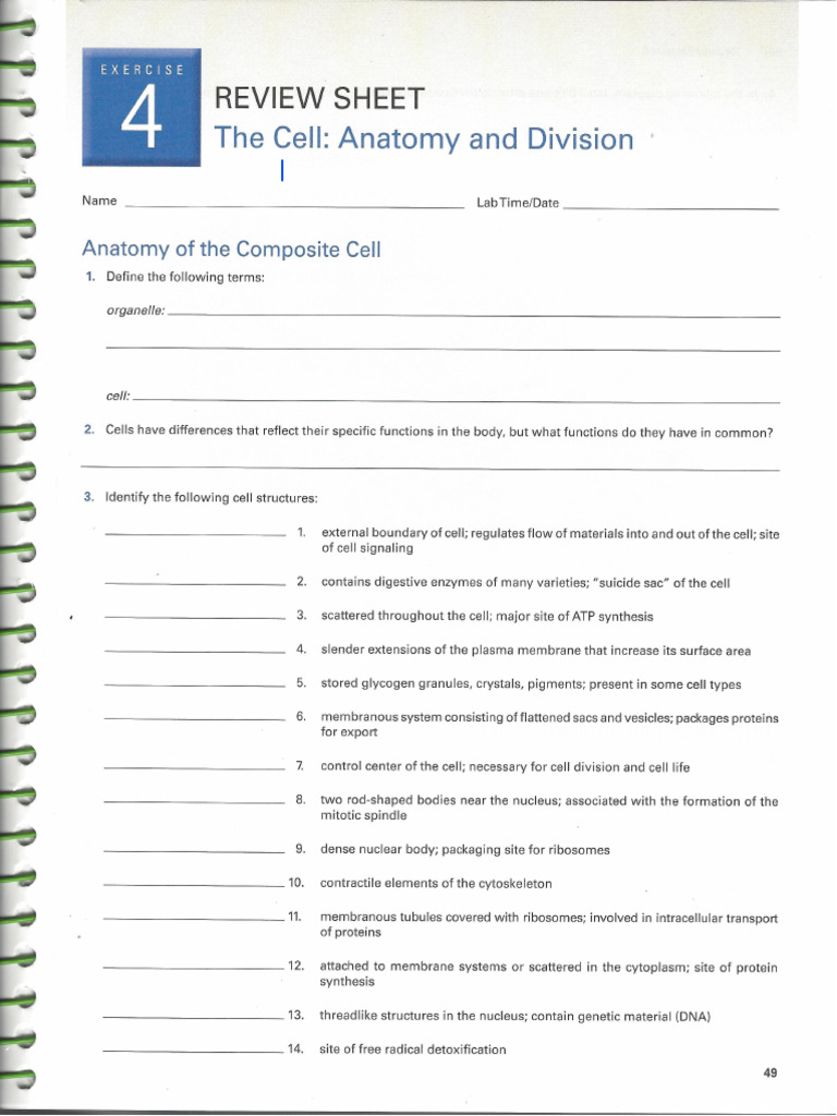 Review Sheet 4_The Cell_Anatomy and Division | PDF