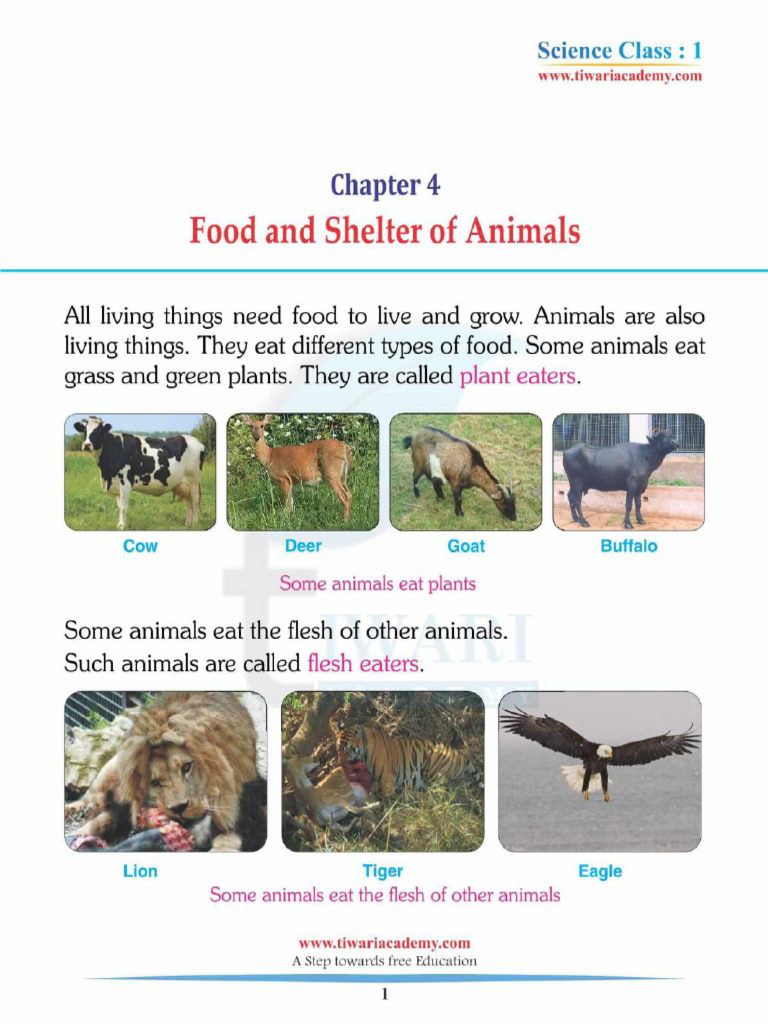Class 1 Science Chapter 4 | PDF