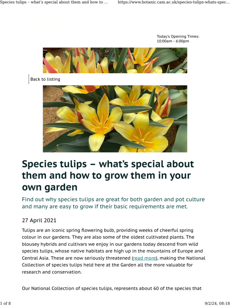 Species Tulips - What's Special About Them | PDF | Tulip | Horticulture