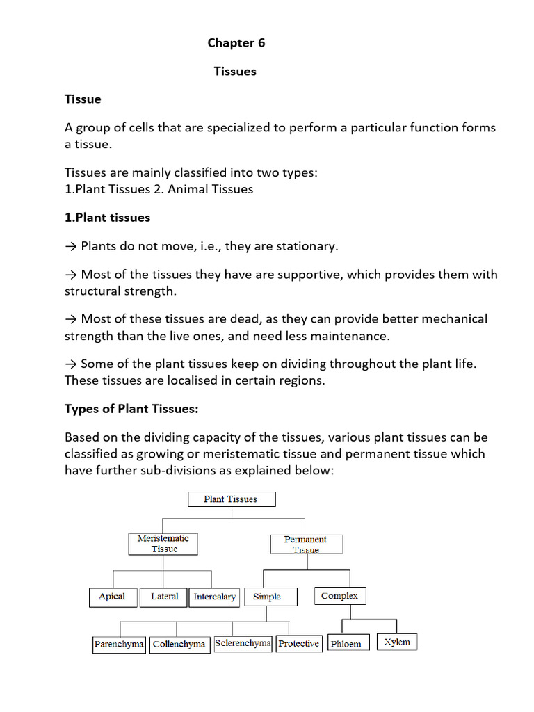 Plant Tissue Notes | PDF