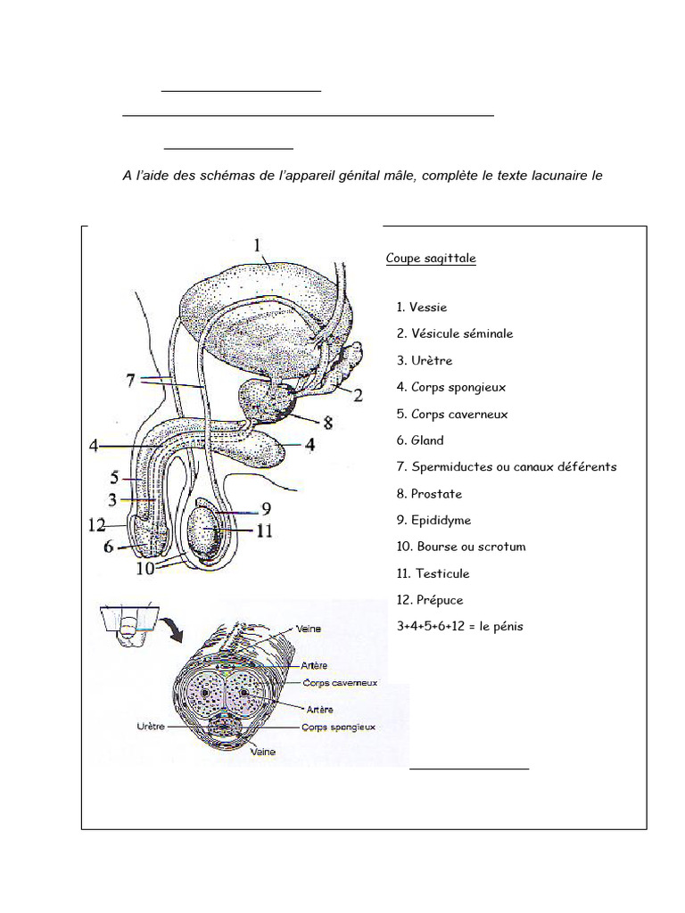 Anatomie de Syst Reproducteur | PDF