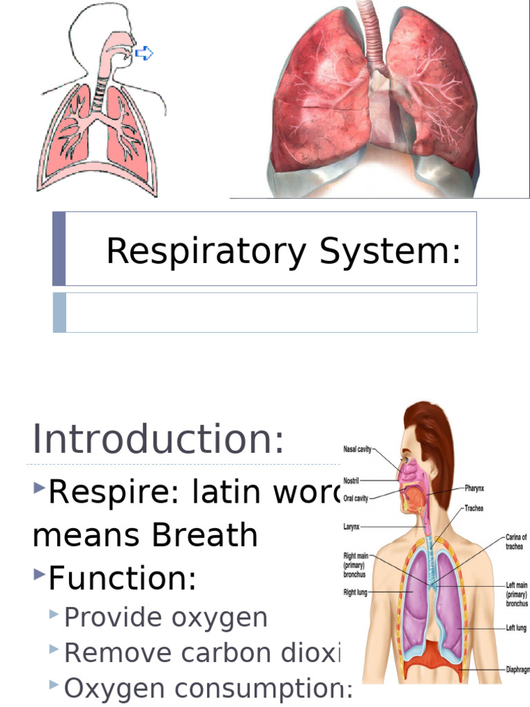 Respiratory System 1 | PDF