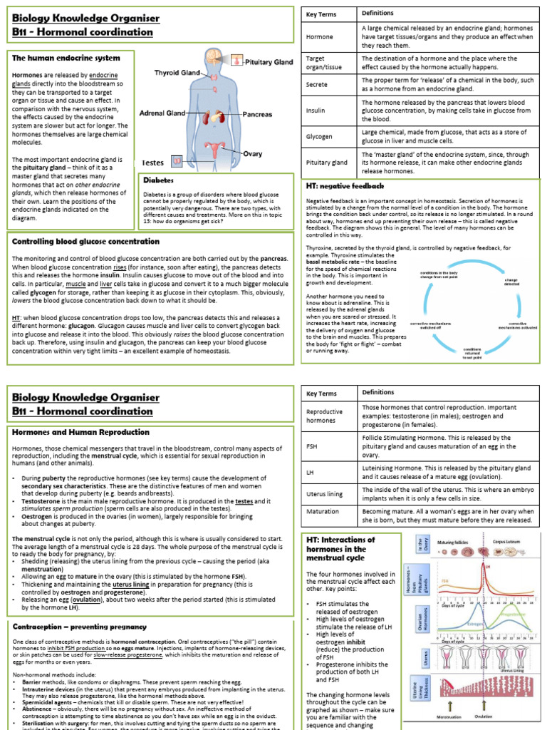 B11 - Hormonal Coordination | PDF