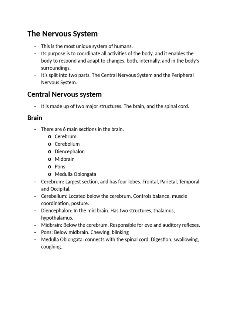 The Nervous System | PDF