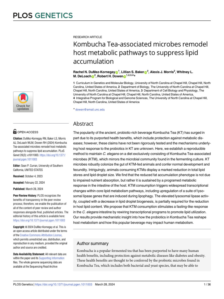 Kombucha Tea-Associated Microbes Remodel Host Metabolic Pathways To ...