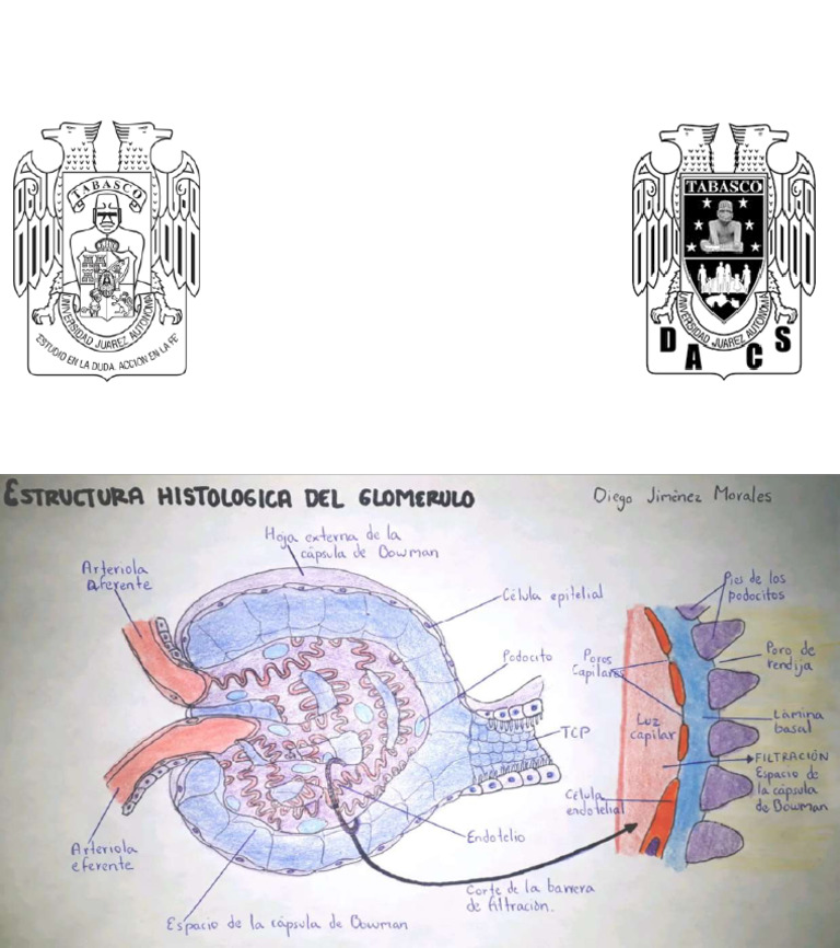 Actividad 1. Estructura Histologica Del Glomerulo | PDF