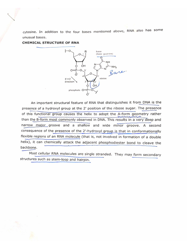 Chemical Structure of RNA | PDF