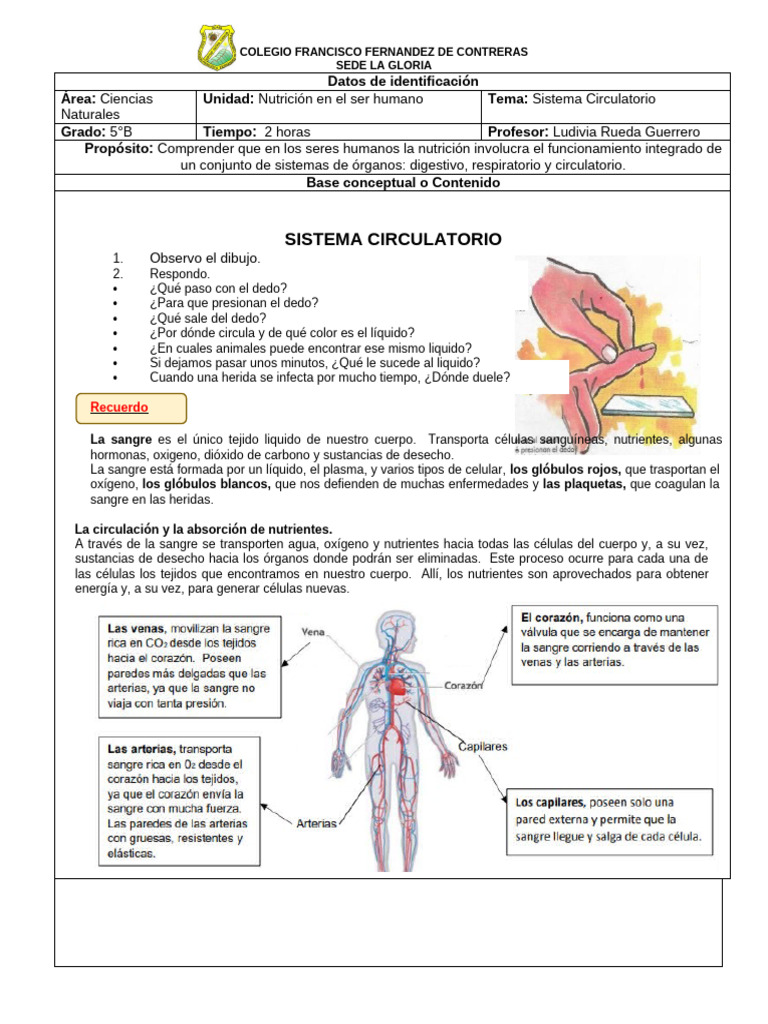 Nueva Guia Sistema Circulatorio 2022 | PDF