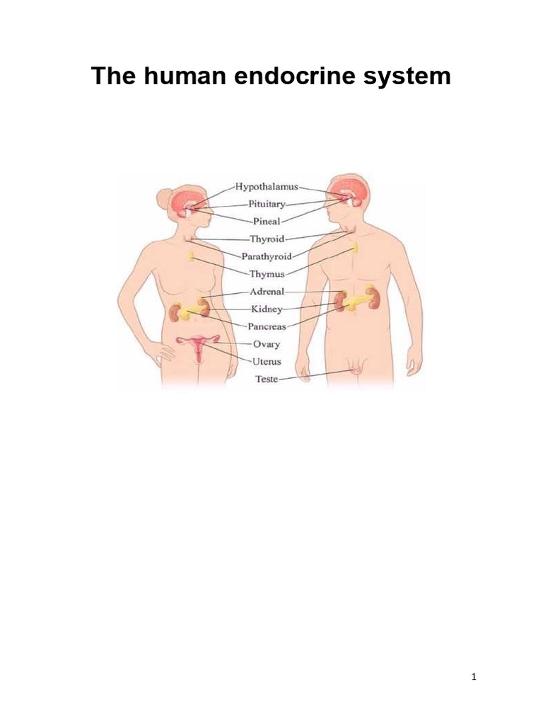 Life Sciences the Human Endocrine System | PDF