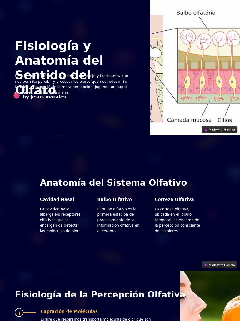 Fisiologia y Anatomia Del Sentido Del Olfato | PDF