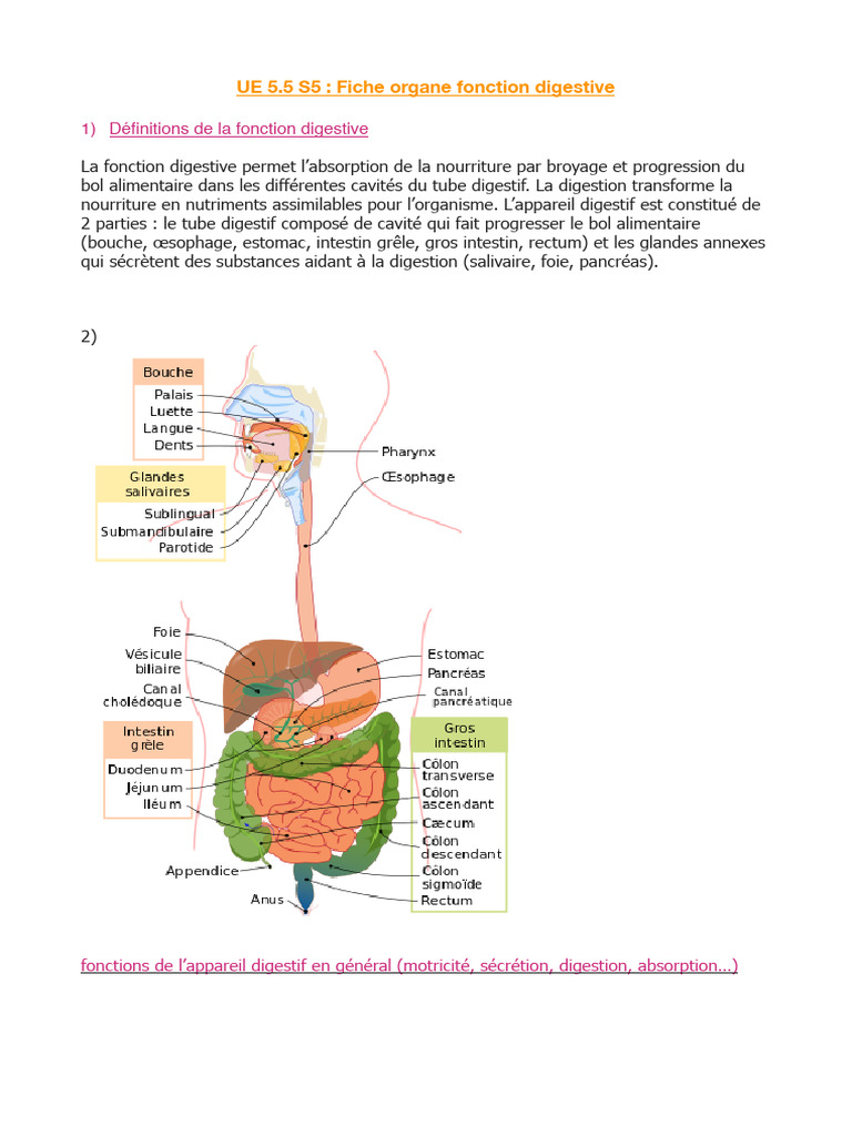 Fiche Fonction Digestive | PDF