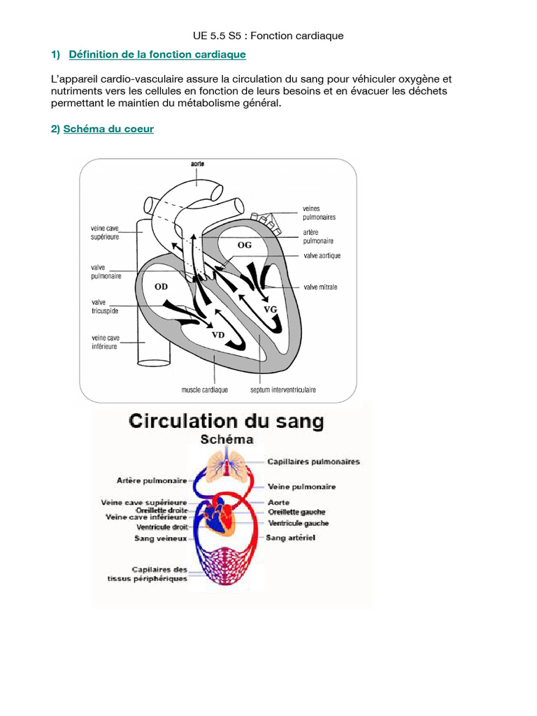 Fiche Fonction Cardiaque | PDF