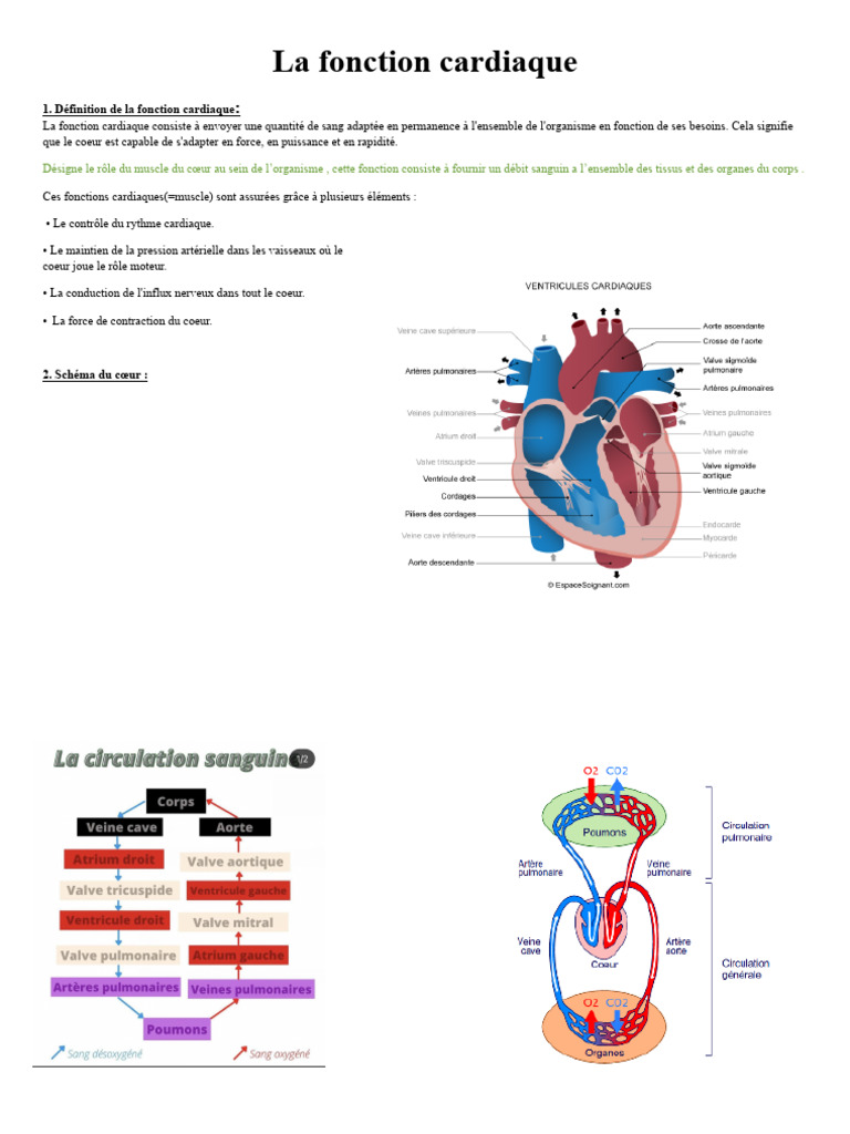 Fiche 1 Fonction Cardiaque À Compléter 1 | PDF