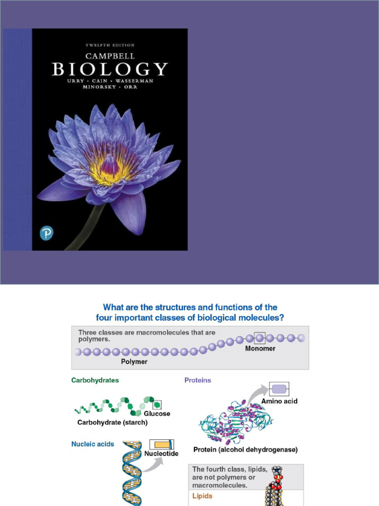 Lecture 3 Macromolecules and Lipids | PDF | Carbohydrates | Protein ...