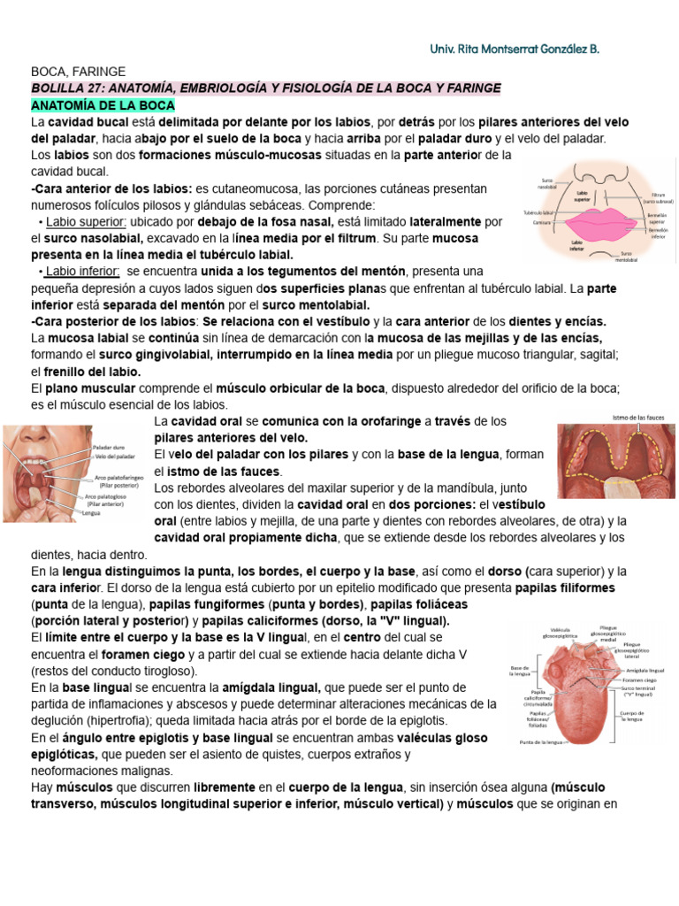 ORL Boca, Faringe | PDF