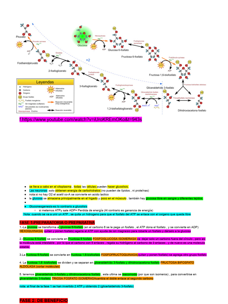 Rutas Metabolicas | PDF