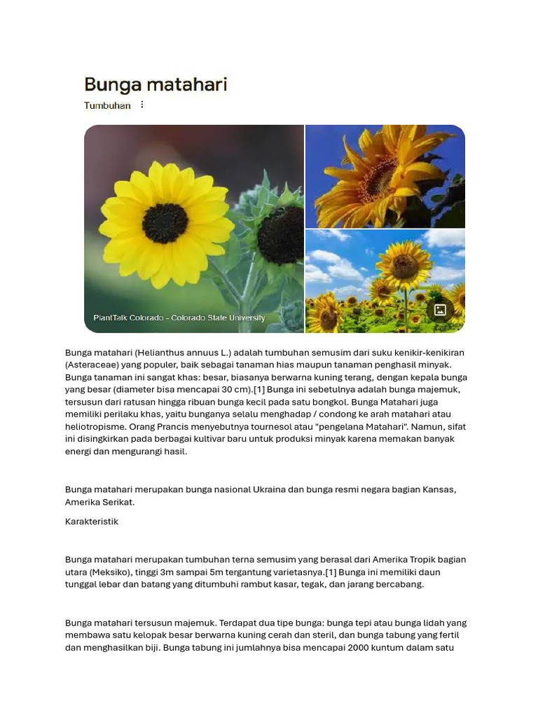 Bunga Matahari Pengertian Dan Karakteristik | PDF