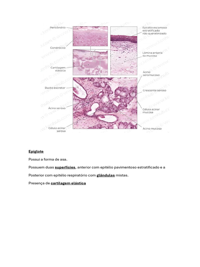 Documento (4) - Mesclado | PDF