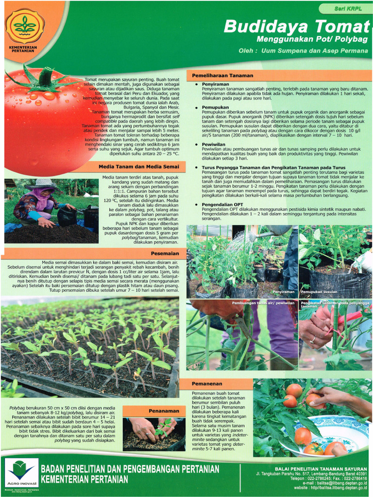 Budidaya Tomat | PDF