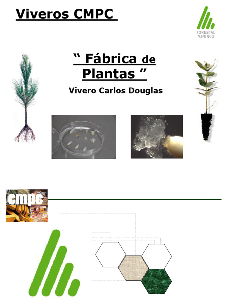 Vivero Pinos Material Extra | PDF