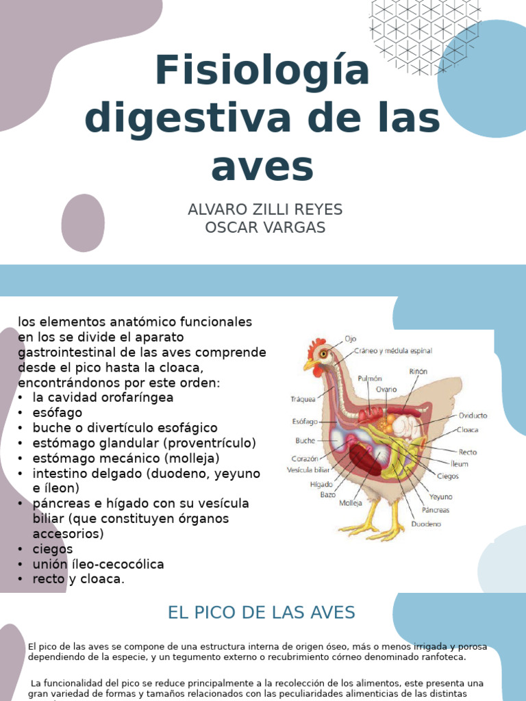 Tema 49 Fisiología Digestiva de Las Aves | PDF