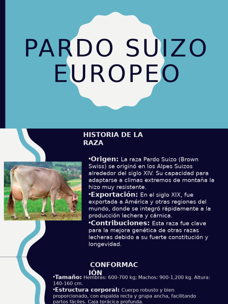 Características del Pardo Suizo Europeo | PDF | Leche | Vacas