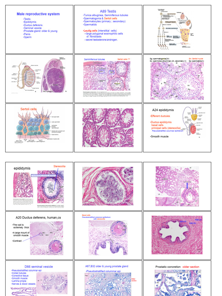 Histology Note 5 | PDF