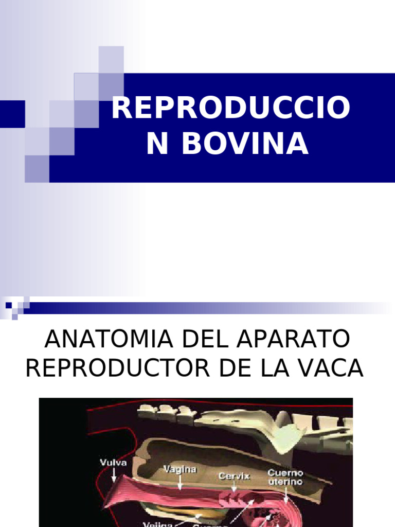 Reproduccion Bovina | PDF