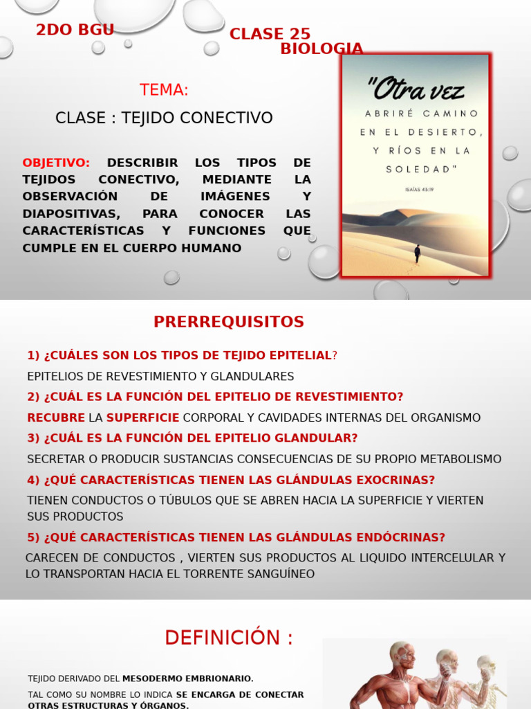 Clase 25 Tejido Conectivo | PDF